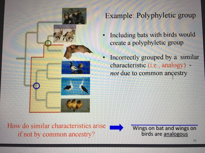 Solved Systematics Phylogenetic Trees Evolutionary trees | Chegg.com