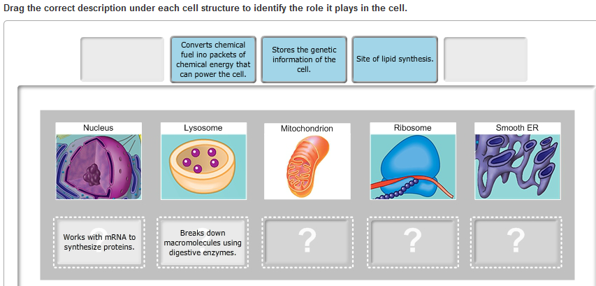 Solved Drag the correct description under each cell | Chegg.com
