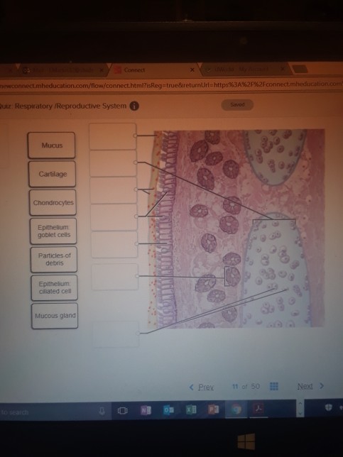 Solved correctly label the following anatomical features of | Chegg.com