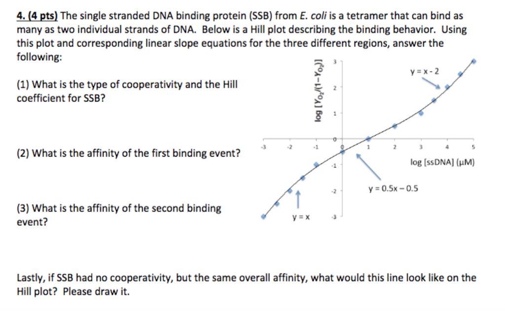 Solved 4.(4 pts) The single stranded DNA binding protein | Chegg.com