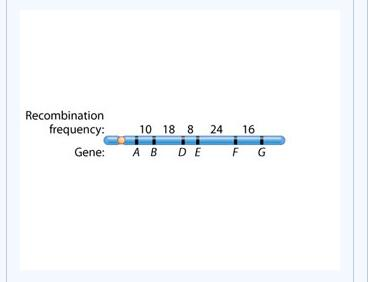 Solved The map indicates the order of genes on a chromosome | Chegg.com