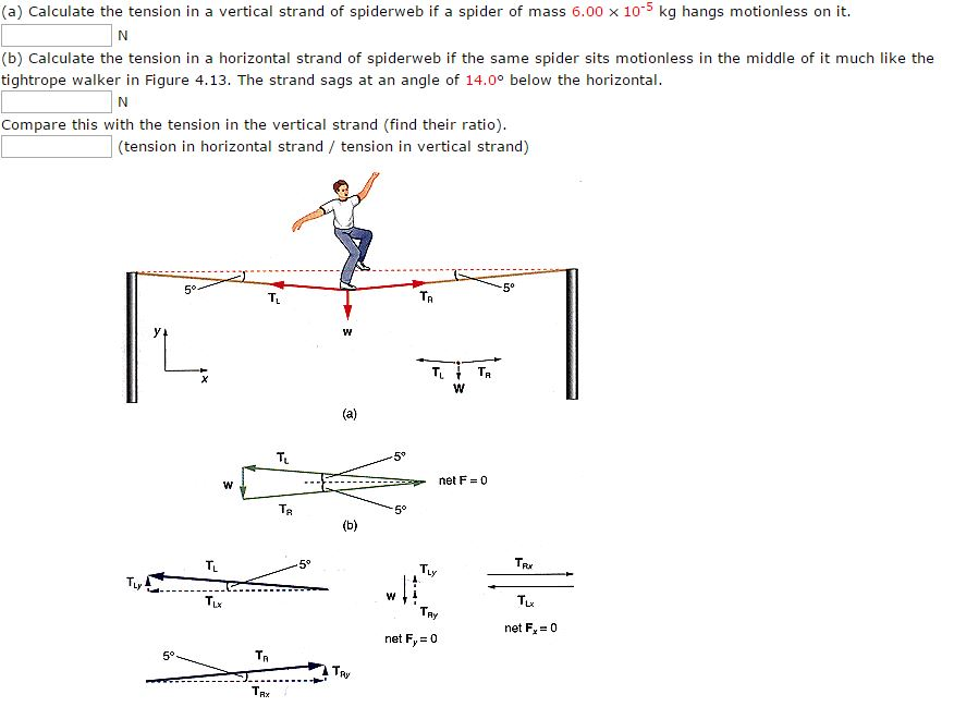 Solved Calculate the tension in a vertical strand of spider | Chegg.com