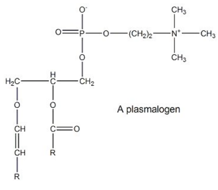 Solved The lipid shown is a plasmalogen. How does it differ | Chegg.com