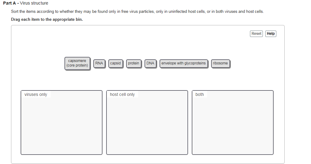 Solved Virus structure Sort the items according to whether | Chegg.com