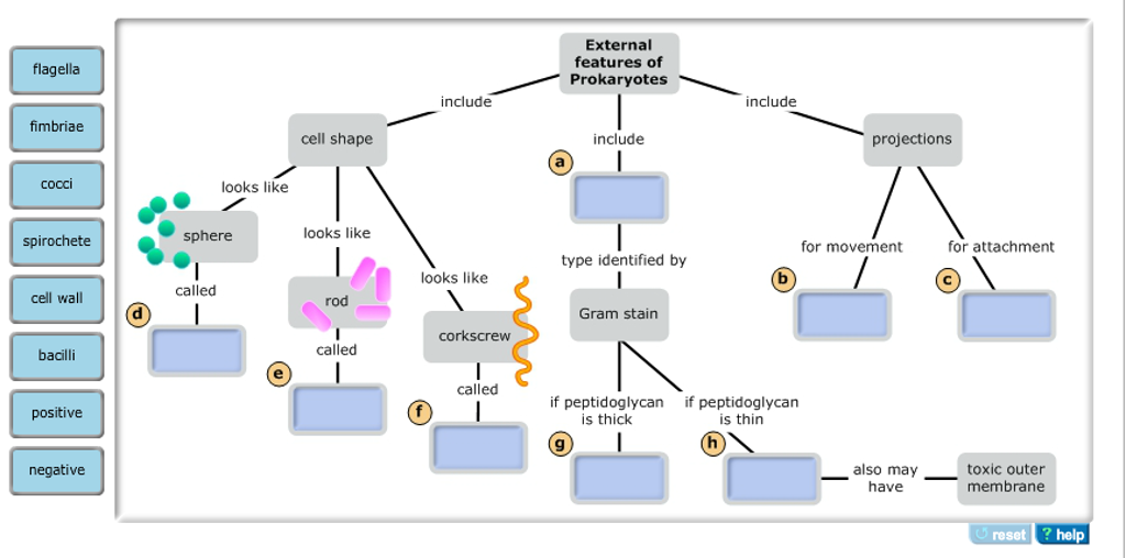 Solved flagella fimbriae Cocci spirochete cell wall bacilli | Chegg.com