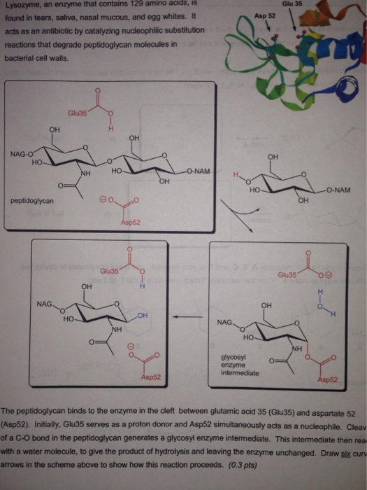 Solved Lysozyme, an enzyme that contain 129 amino acids, is | Chegg.com