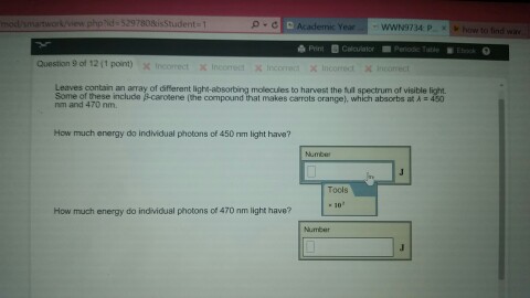 Solved Leaves contain an array of different light-absorbing | Chegg.com