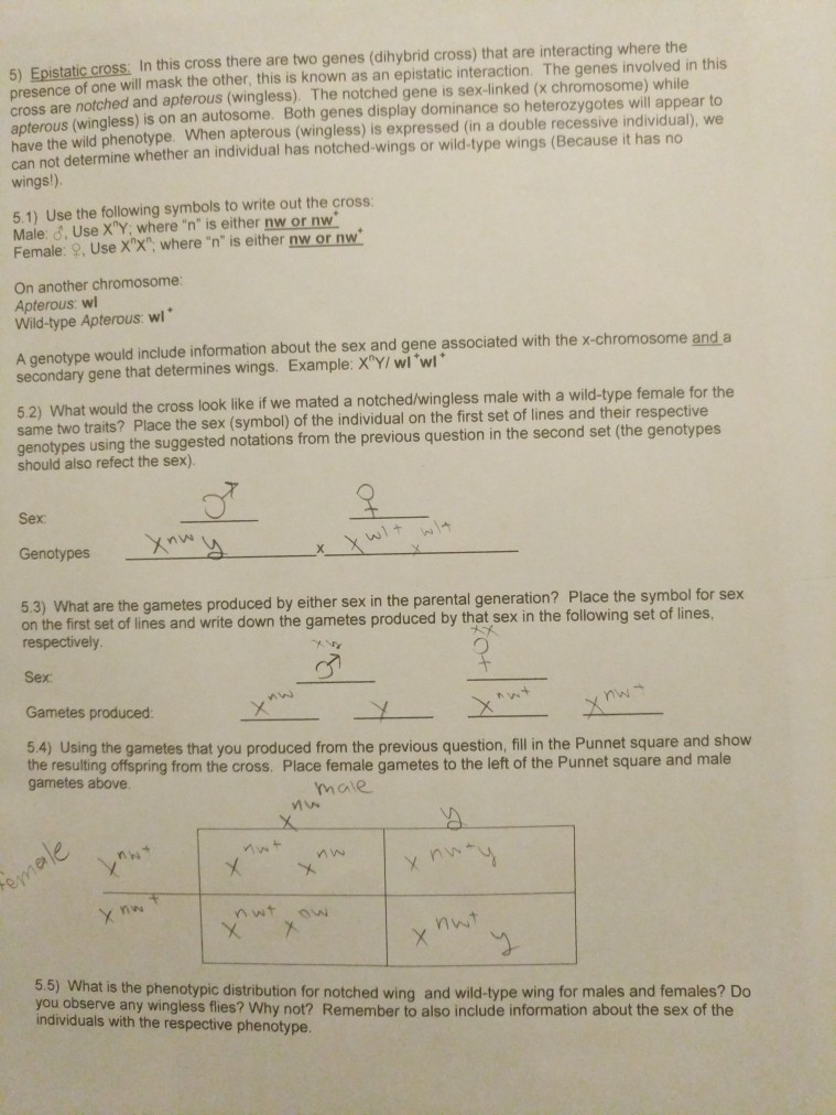 Solved 5) Epistatic cross: In this cross there are two genes | Chegg.com
