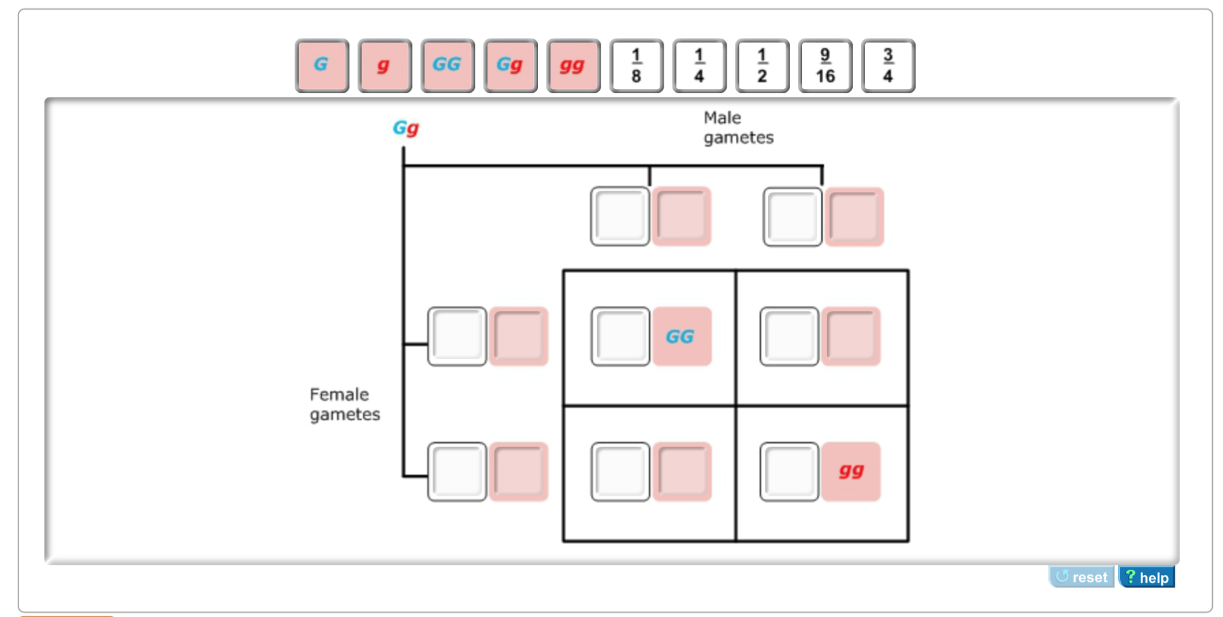 Part A - Allele segregation and gamete formation One | Chegg.com
