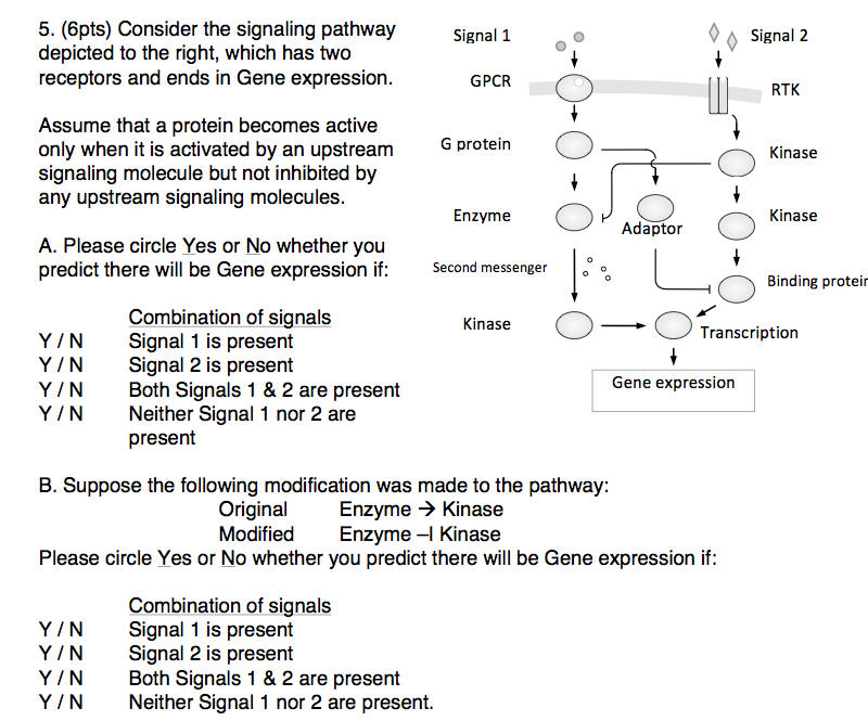 Solved Consider the signaling pathway depicted to the right, | Chegg.com