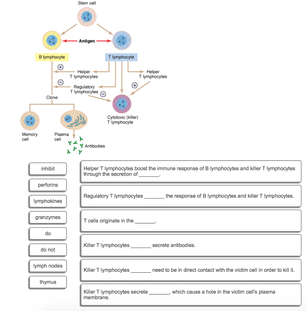 Solved Infection, inflammation, and immunity: select the | Chegg.com