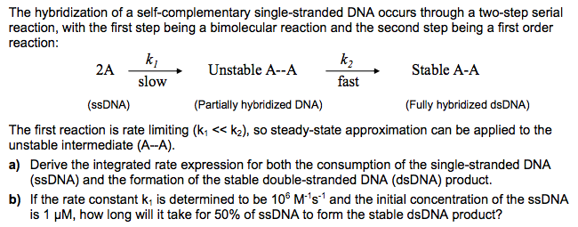 Solved The hybridization of a self-complementary | Chegg.com