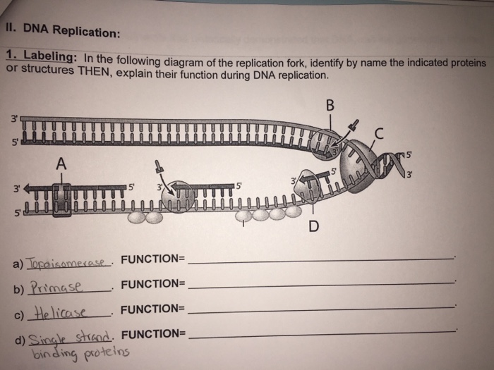 Solved In the following diagram of the replication fork, | Chegg.com