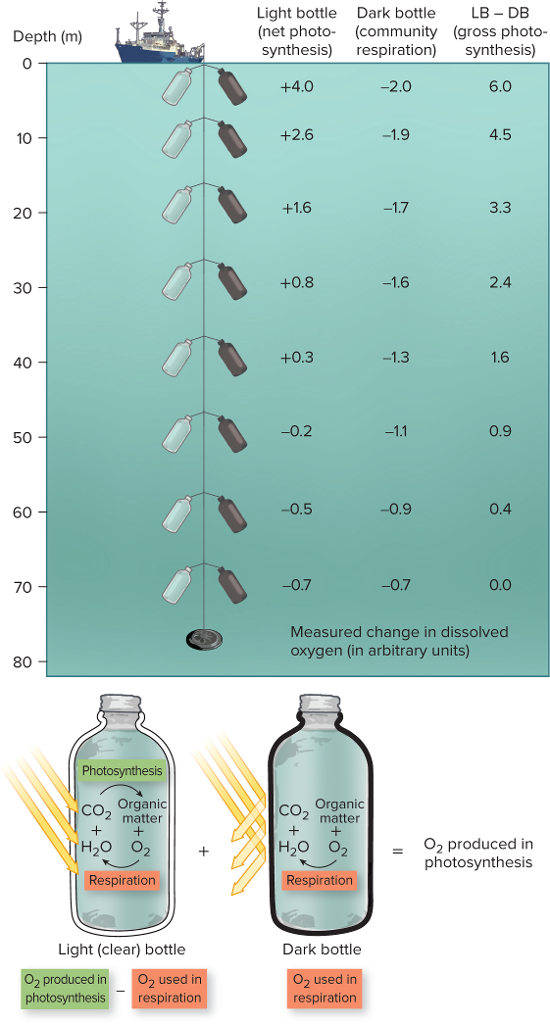 Solved Oceanography Plot the net photosynthesis and | Chegg.com