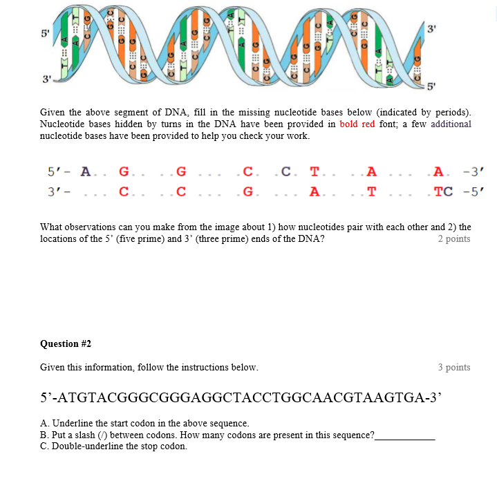 Solved 3' 5 Given the above segment of DNA, fill in the | Chegg.com