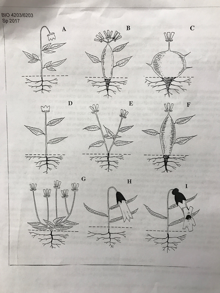 Solved How to construct a phylogeny and create a | Chegg.com