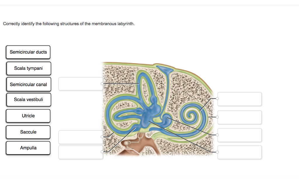 Membranous Labyrinth