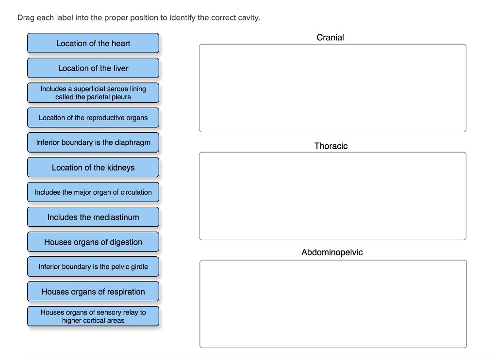 Solved Drag each label into the proper position to identify | Chegg.com