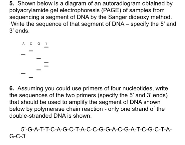 Solved Shown below is a diagram of an autoradiogram obtained | Chegg.com