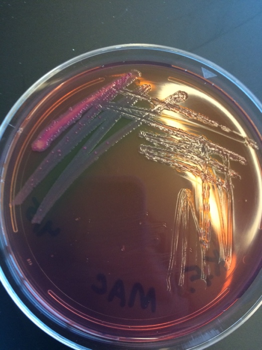 Solved Microbiology question.In lab, I was given three | Chegg.com