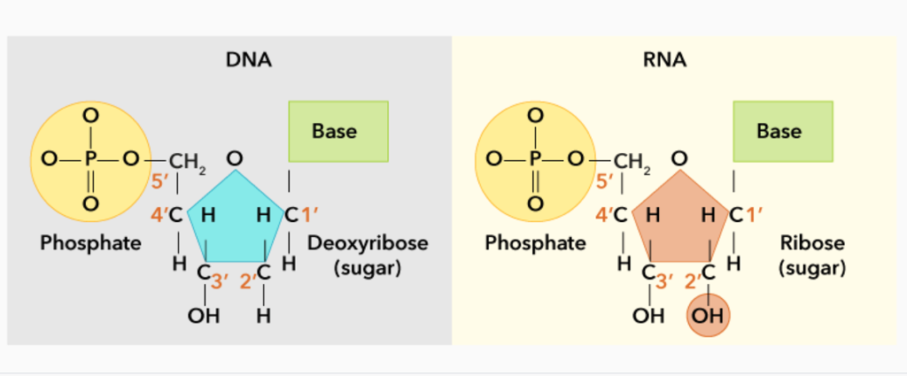 Solved DNA RNA Base Base O-P-O-CH, O O-P-OCH, O 5' 5' | Chegg.com