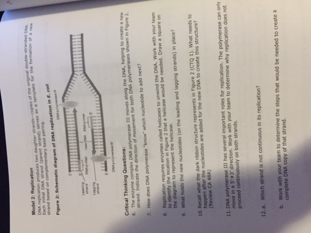 Solved DNA replication produces two daughter strands-copies | Chegg.com