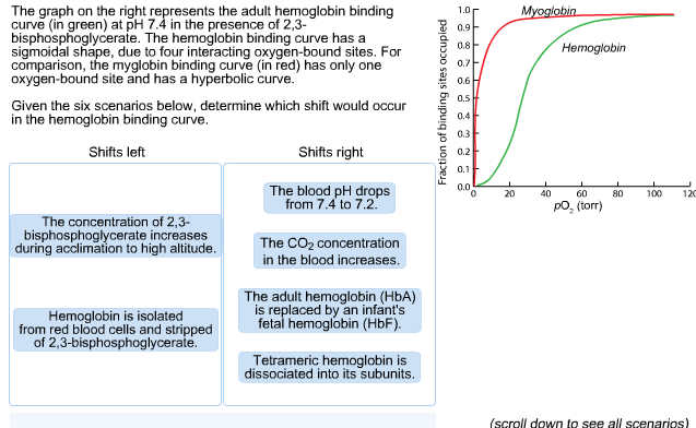 Solved The graph on the right represents the adult | Chegg.com