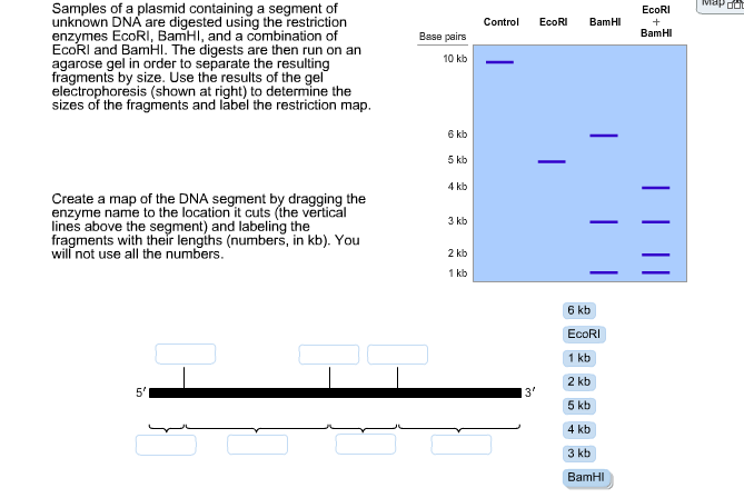 Solved Samples of a plasmid containing a segment of unknown | Chegg.com