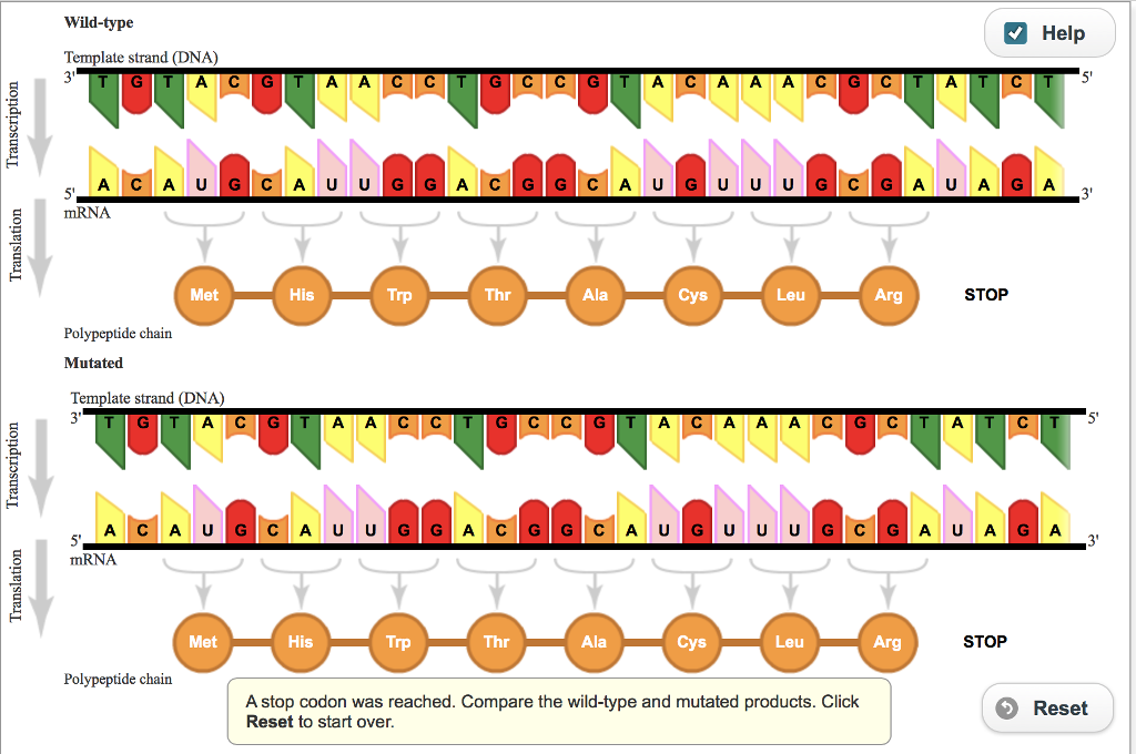 Solved Use The Mutations Interactive To Determine Which Of