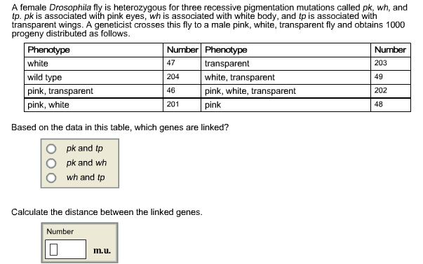 Solved A Female Drosophila Fly Is Heterozygous For Three 2570