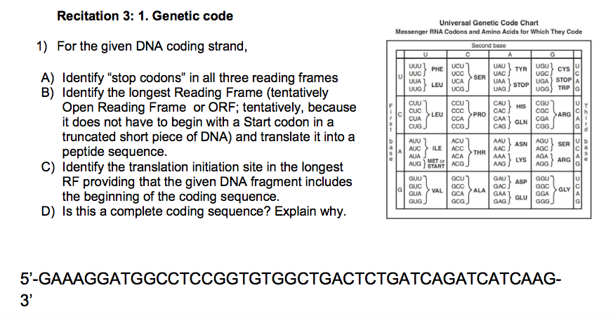 Solved For the given DNA coding strand, A) Identify "stop | Chegg.com
