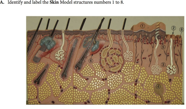 Solved A. Identify and label the Skin Model structures | Chegg.com