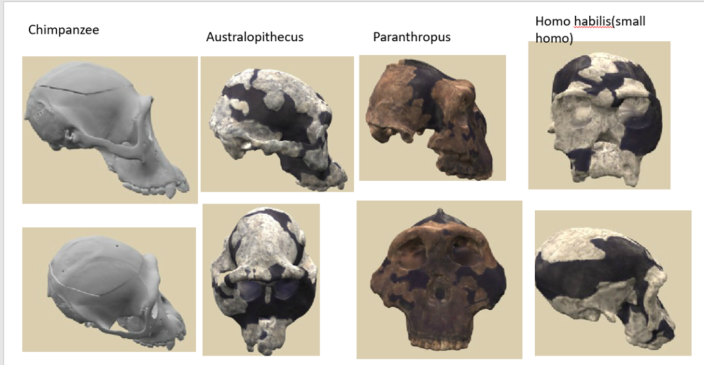 Solved Fill in the blanks Absolute Brain Size (Rank | Chegg.com