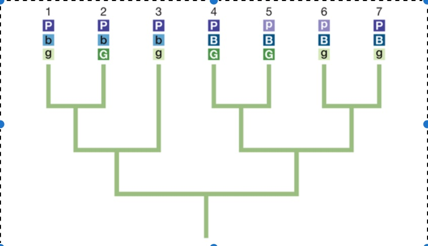 Solved Given the tree that follows and the character states | Chegg.com