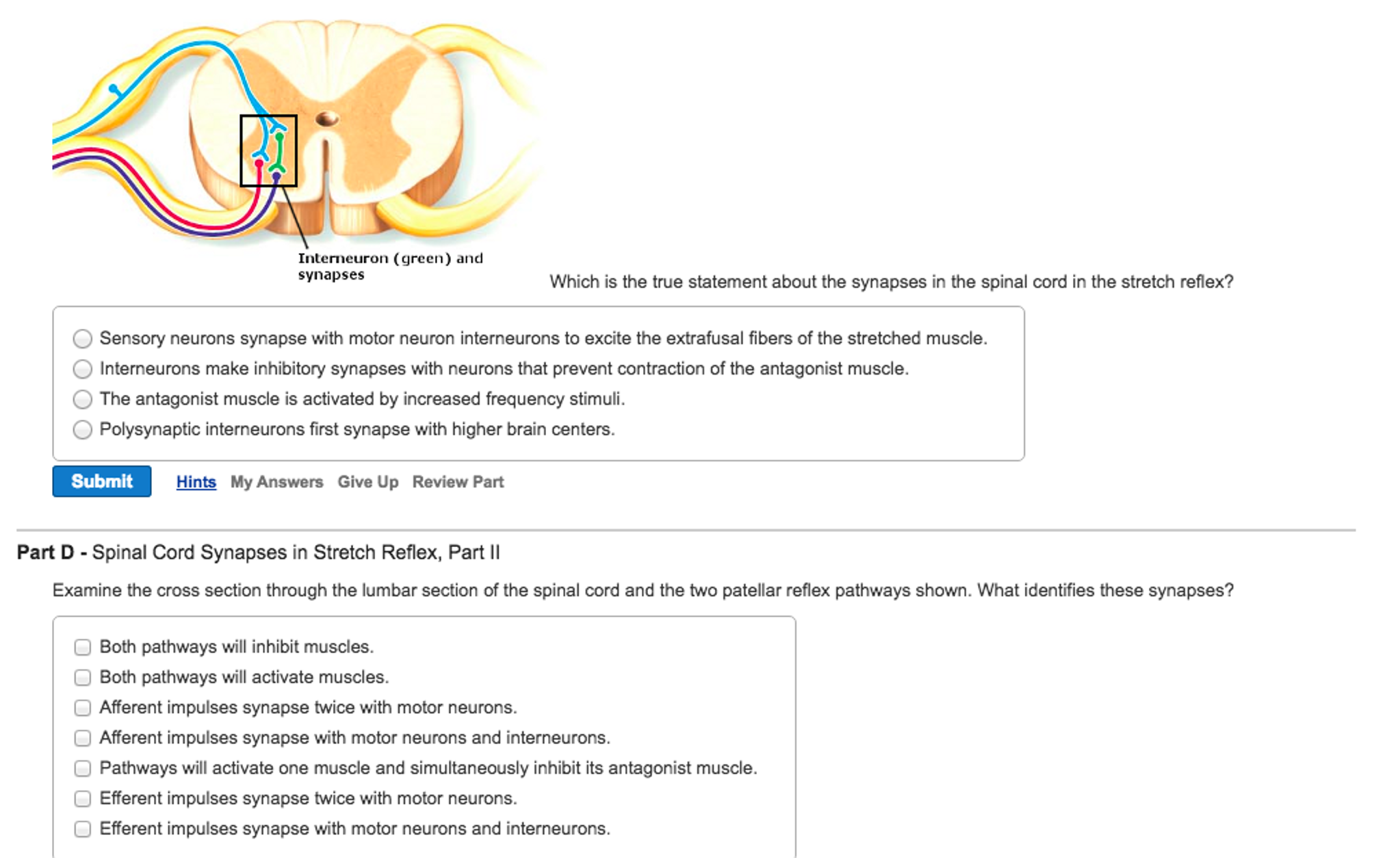Solved Which is the true statement about the synapses in | Chegg.com