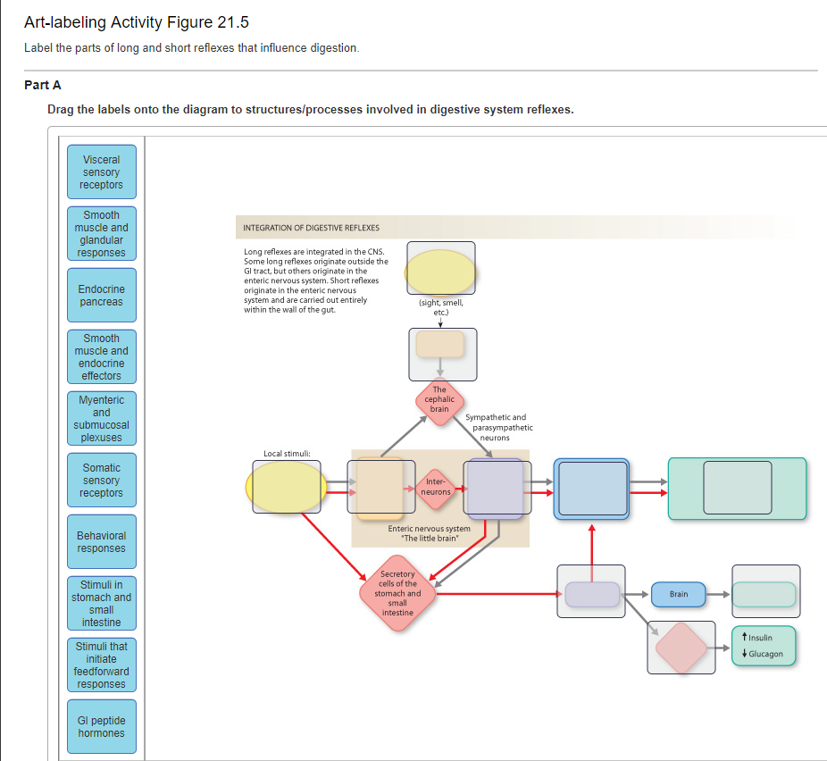 Solved Art-labeling Activity Figure 21.5 Label the parts of | Chegg.com
