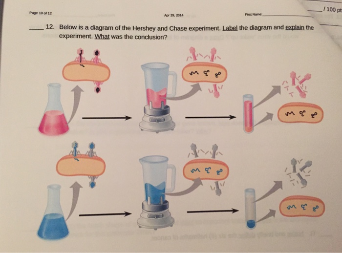 Solved Below is a diagram of the Hershey and Chase | Chegg.com