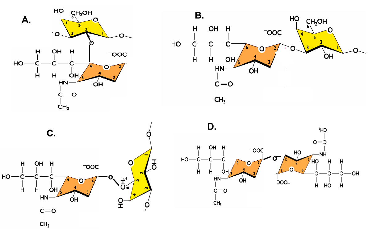 Solved HO CH2OH HO CH2OH A. H OH H OOC O. 13 OH H OH H OOC H | Chegg.com