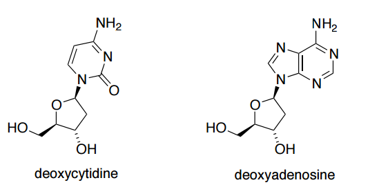 Solved DNA is made up of nucleosides, which are deoxyribose | Chegg.com