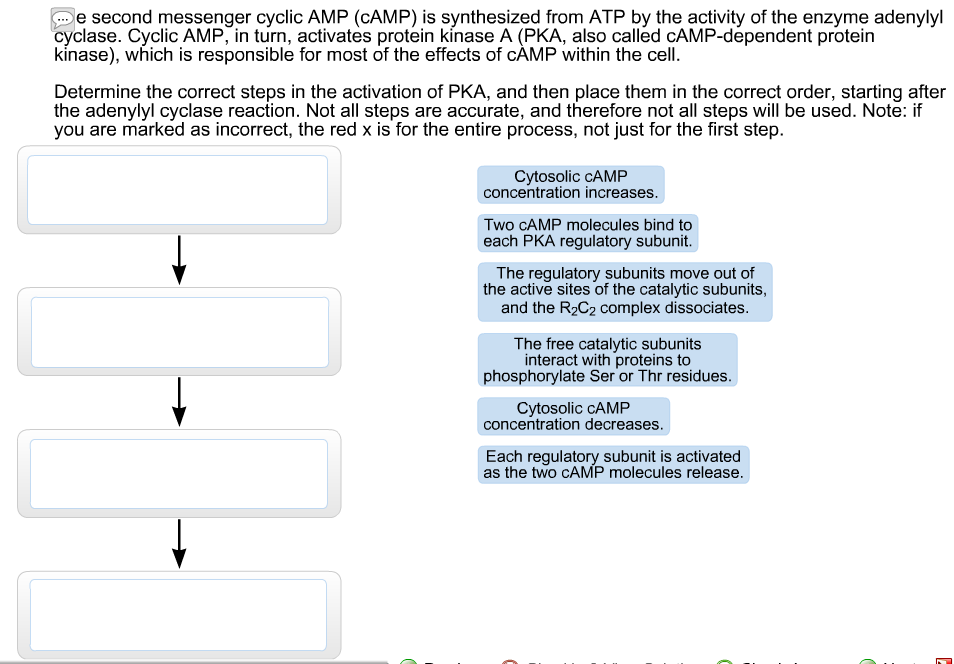 Solved e second messenger cyclic AMP (cAMP) is synthesized | Chegg.com