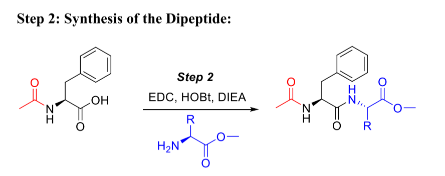 Solved Step 2 Synthesis Of The Dipeptide Step 2 Edc Hobt