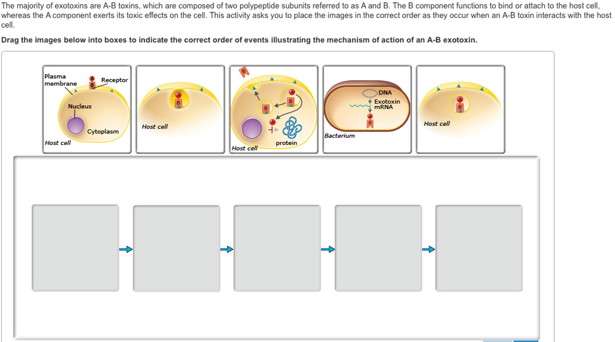 Solved The majority of exotoxins are A-B toxins, which are | Chegg.com