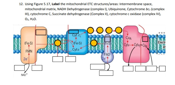Solved 12. Using Figure 5.17, Label the mitochondrial ETC | Chegg.com