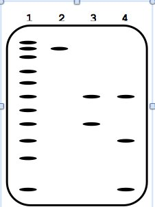Solved Lane 1: DNA Ladder (100 bp increments beginning at | Chegg.com