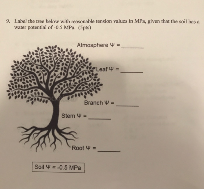 Solved Label the tree below with reasonable tension values | Chegg.com