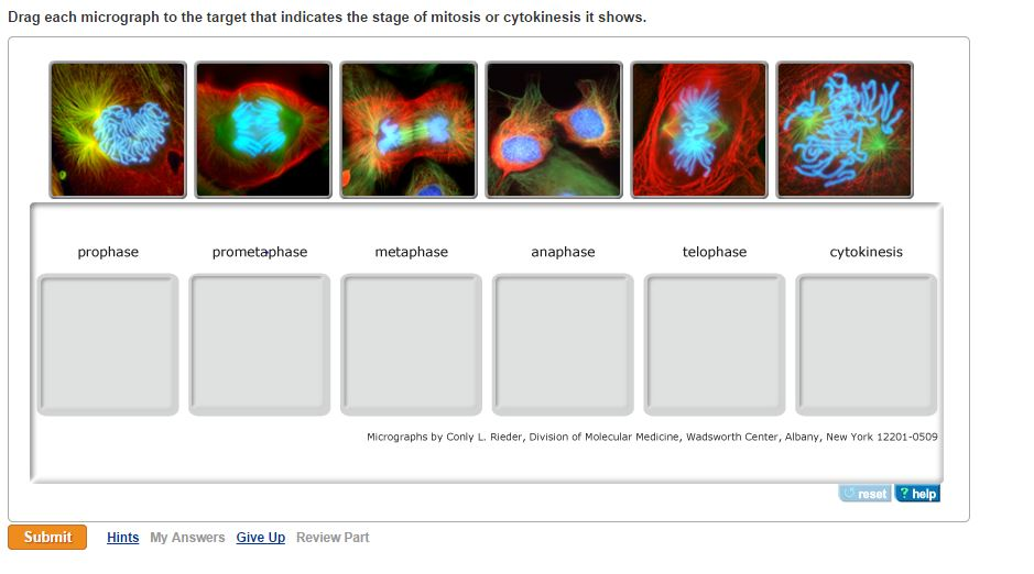 Solved: Drag Each Micrograph To The Target That Indicates ... | Chegg.com