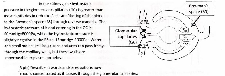 Solved In the kidneys, the hydrostatic pressure in the | Chegg.com