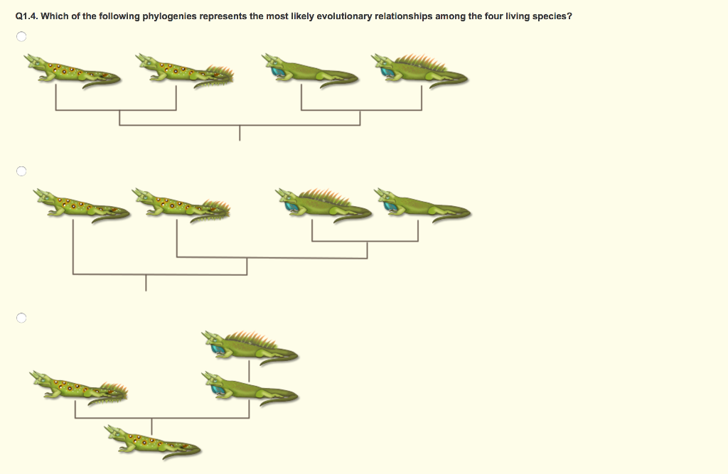 Solved In the diagram below, the four living lizard species | Chegg.com
