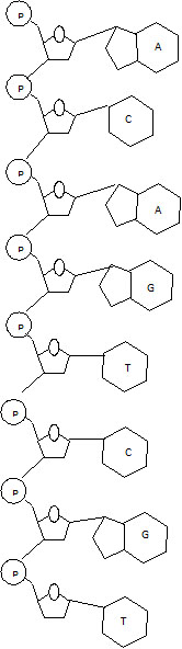 Solved Below is one half of a molecule of DNA. Draw the | Chegg.com