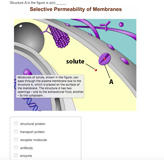 Solved Structure A in the figure is a(n) Selective | Chegg.com